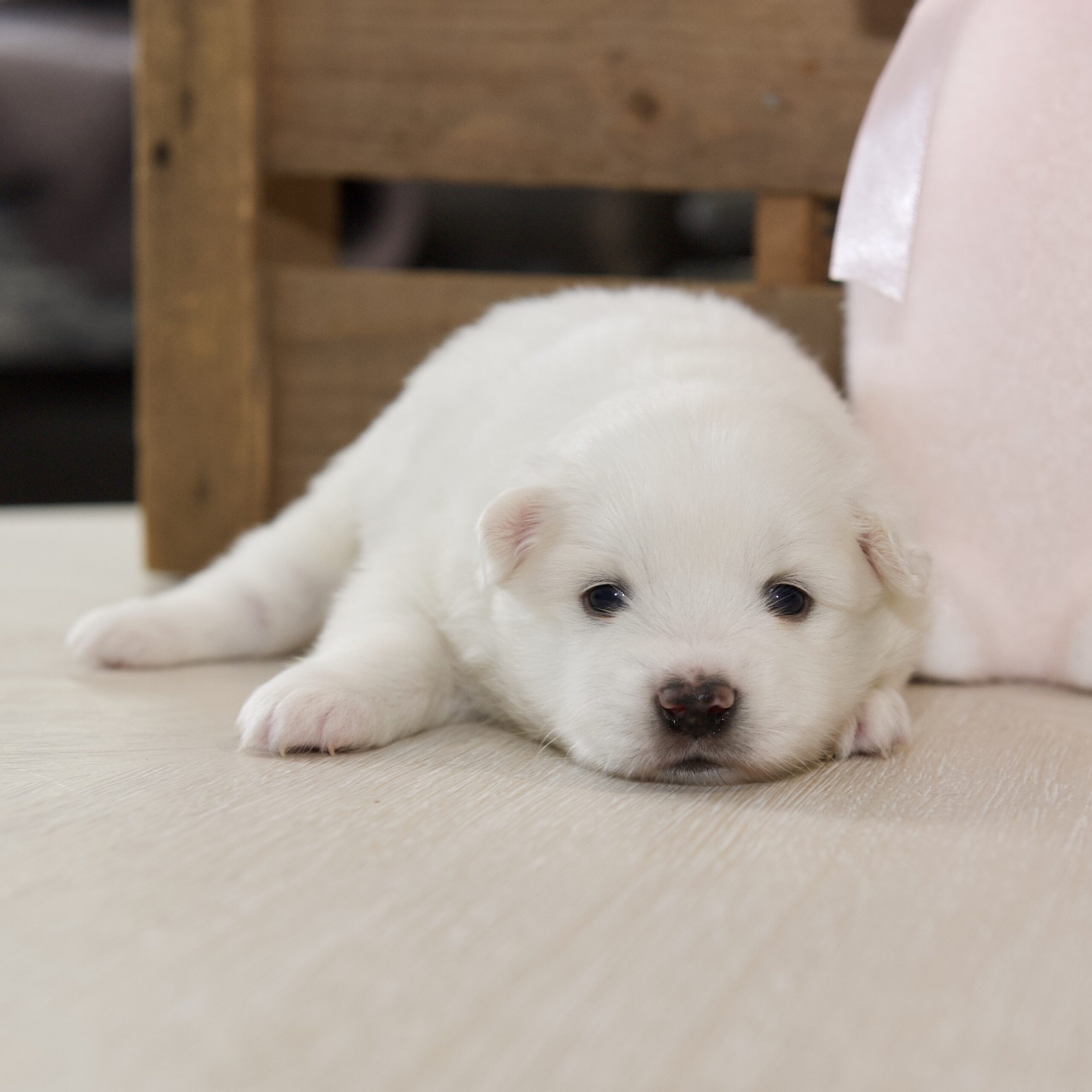 American Eskimo - Ridgetop Kennels