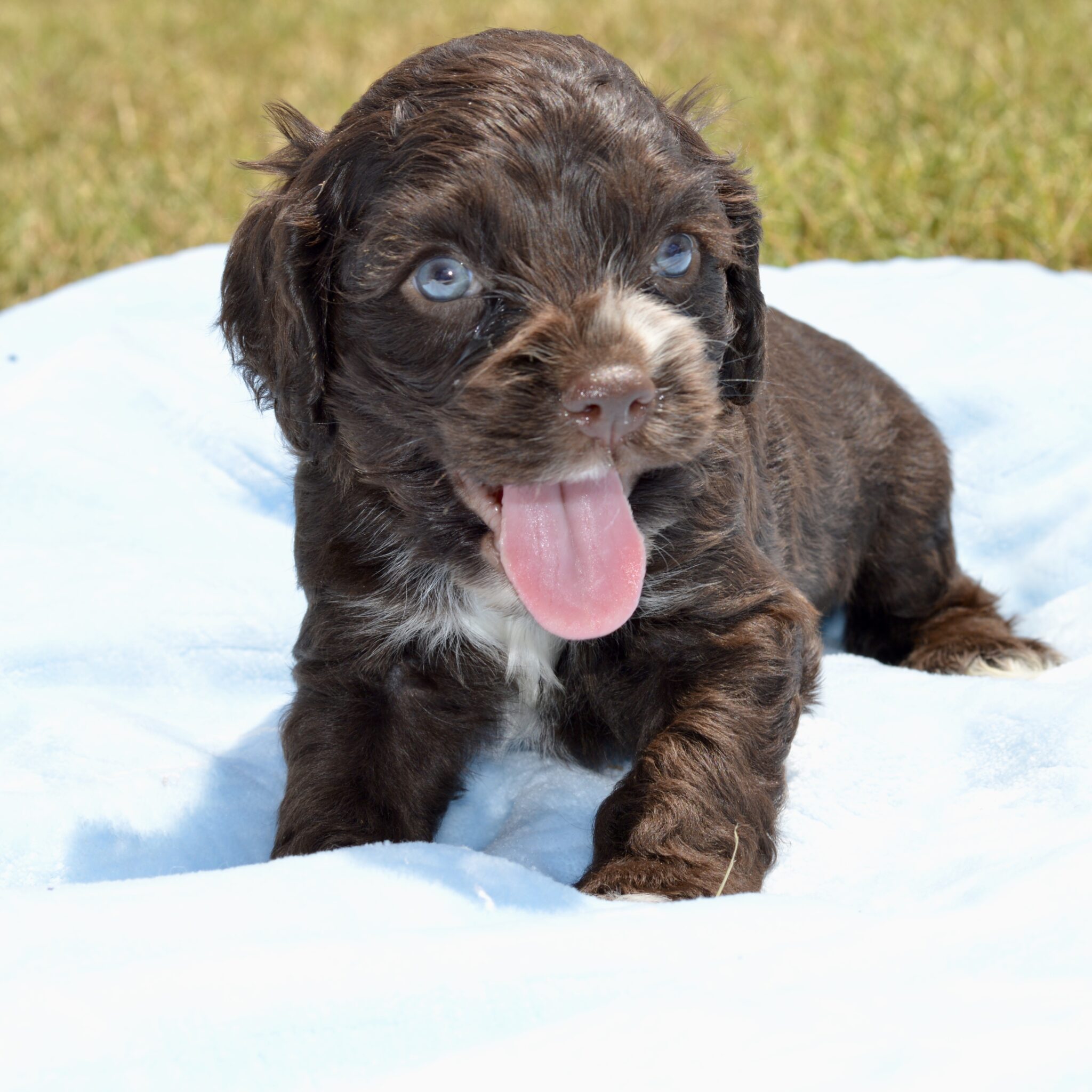 Cocker Spaniel - Ridgetop Kennels