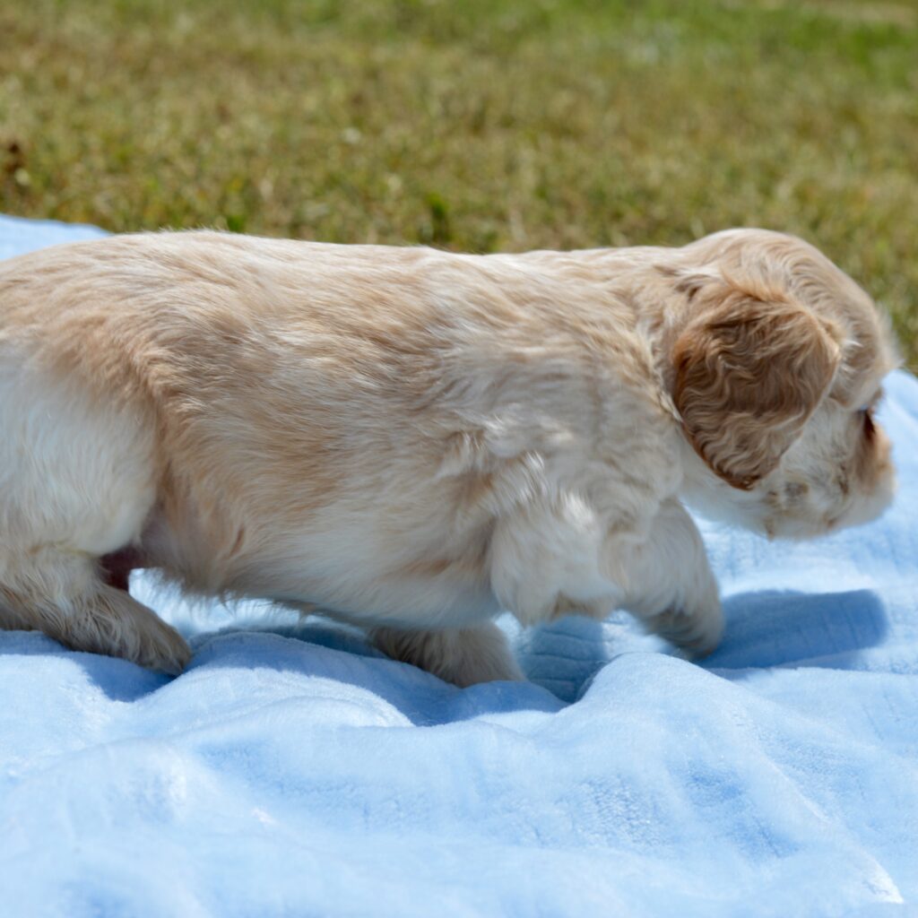 Cocker Spaniel - Ridgetop Kennels
