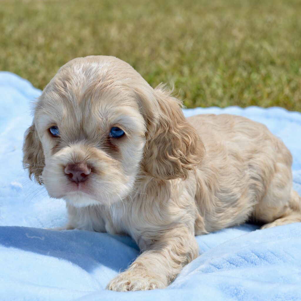 Cocker Spaniel - Ridgetop Kennels