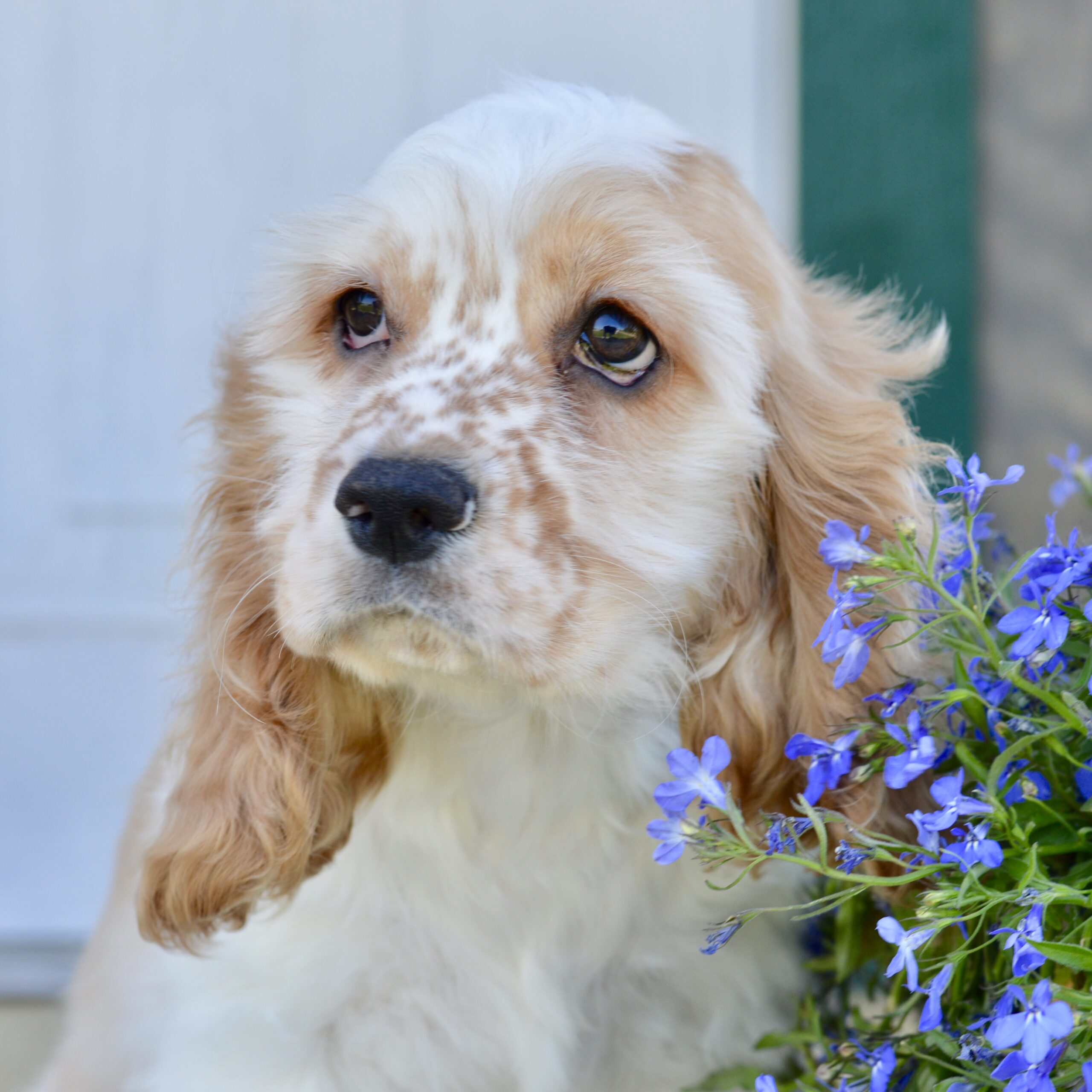 Cocker Spaniel - Ridgetop Kennels