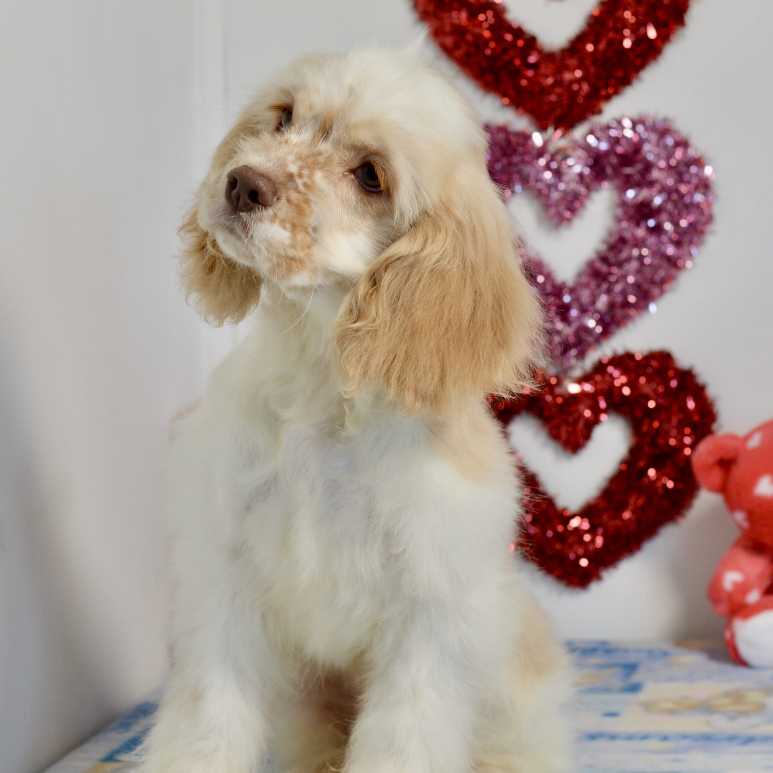 Cocker Spaniel - Ridgetop Kennels